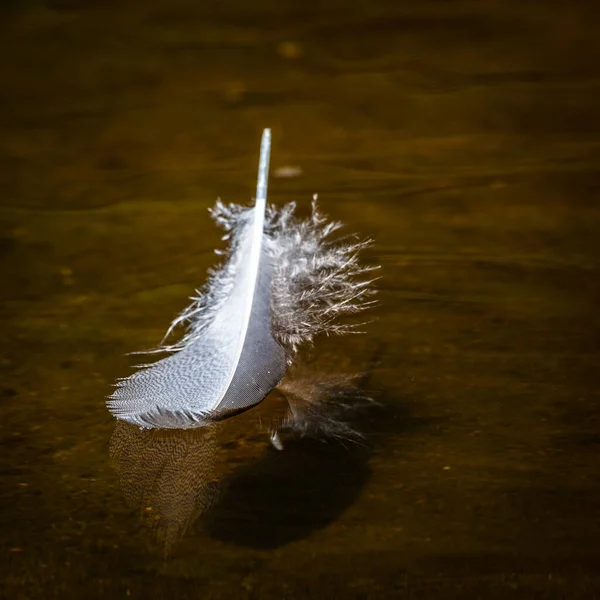 Floating feather Stock Photos, Royalty Free Floating feather Images ...