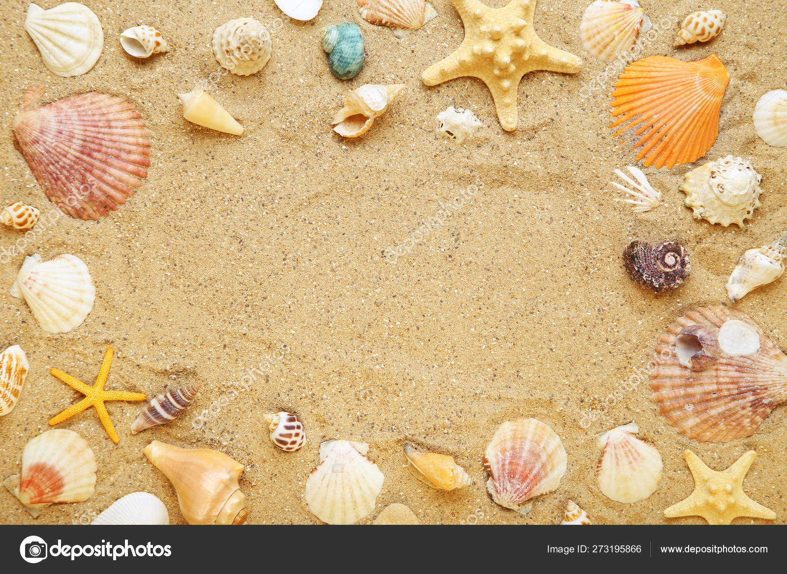 Seashells In Sand