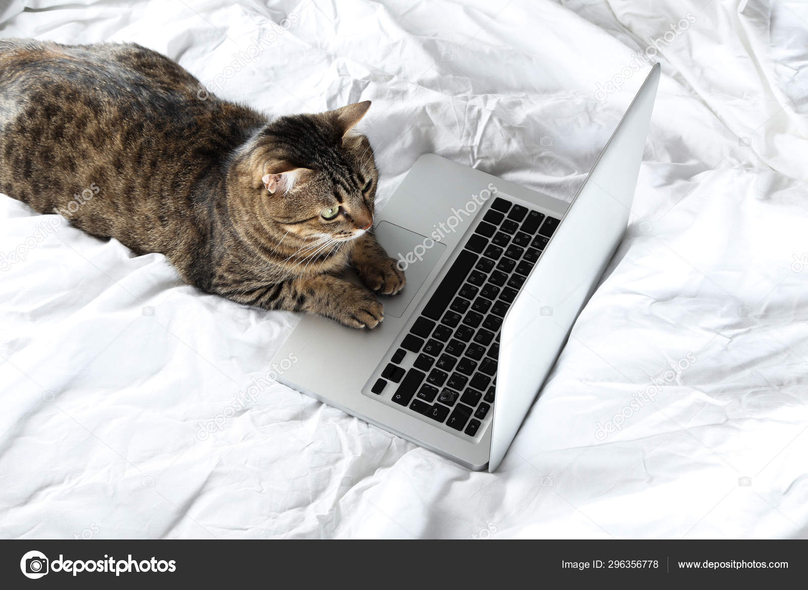 Laptop Cat Scratching Pad Cat Computer, Laptop For Cats, 44% OFF