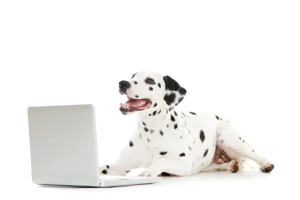 Cachorro na internet Stock Photos, Royalty Free Cachorro na internet ...