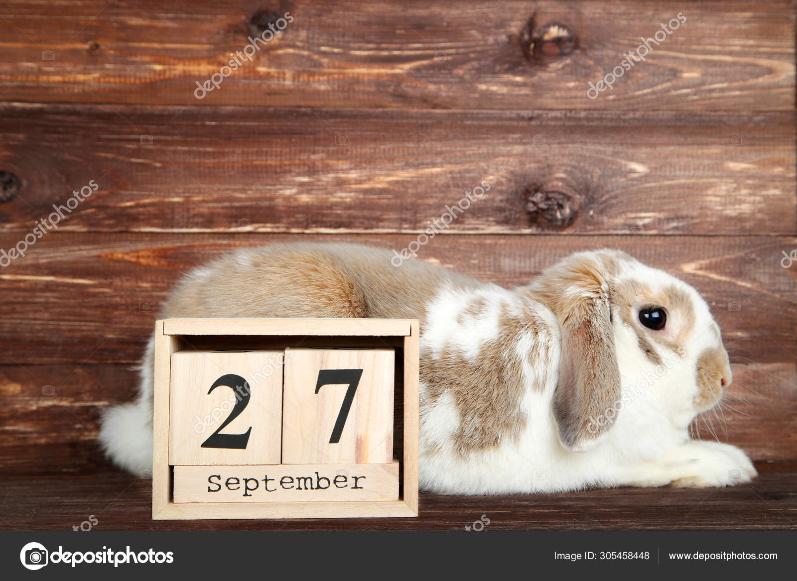 Beautiful rabbit with cube calendar on brown wooden table Stock Photo ...