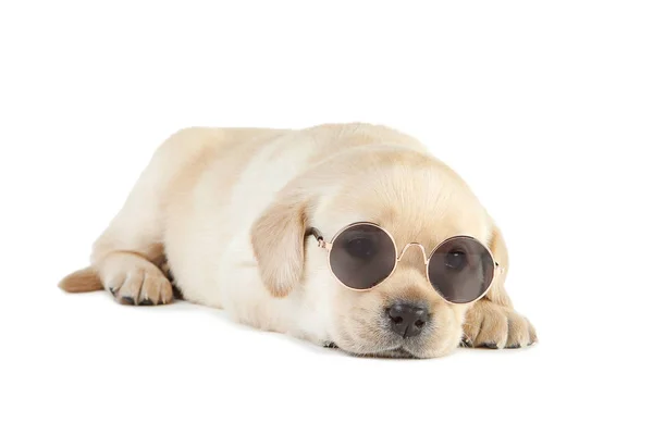Dog goggles Stock Photos, Royalty Free Dog goggles Images | Depositphotos