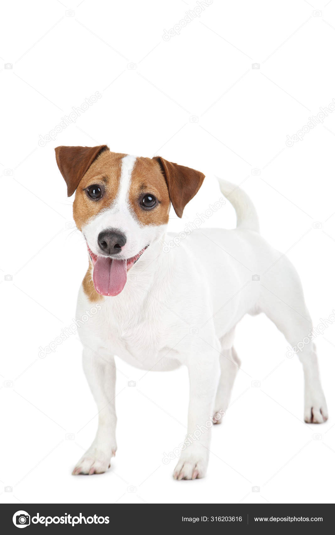 White Jack Russell Terrier