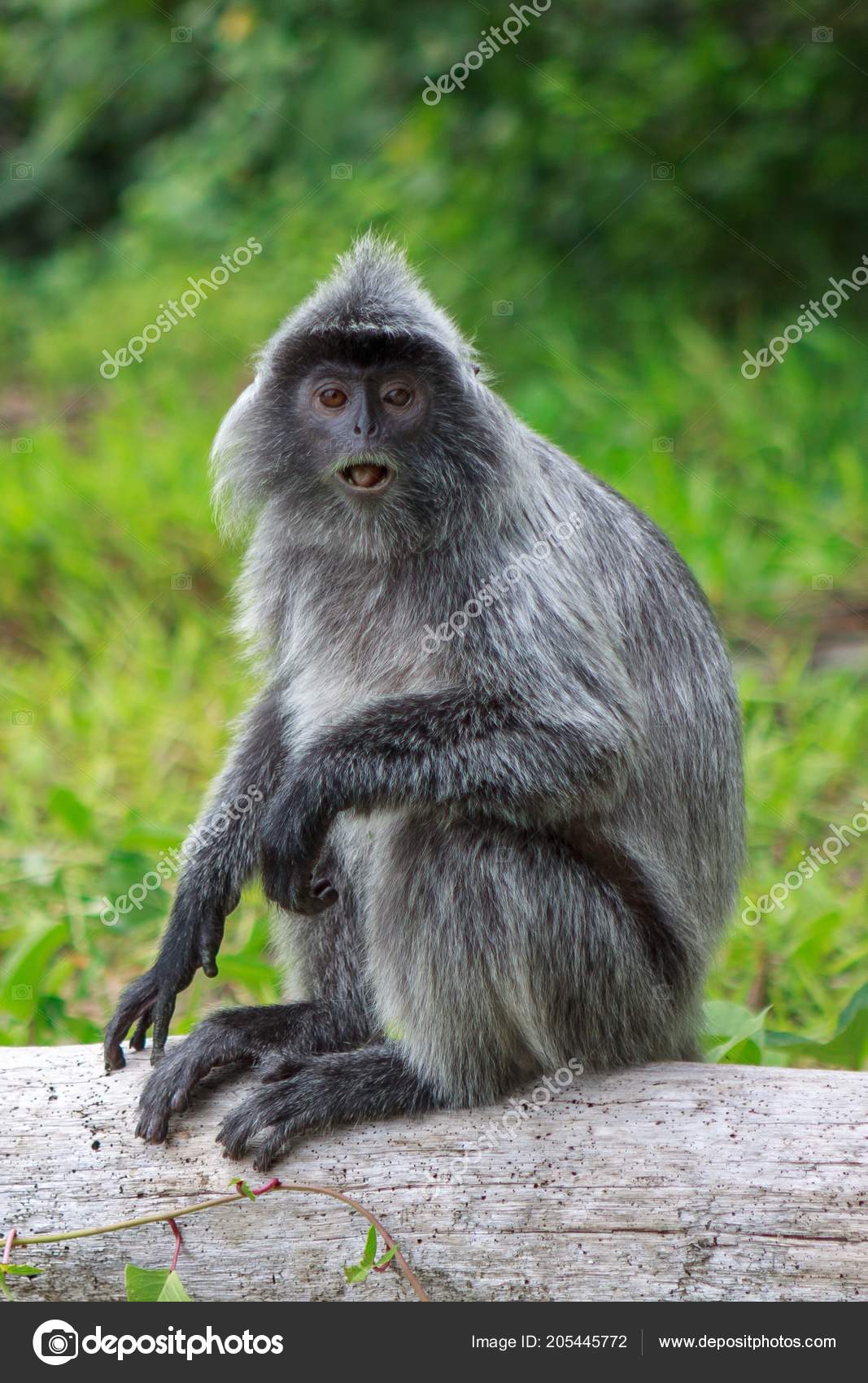 Silvery lutung monkey sitting on the dry tree in Bako national park ...