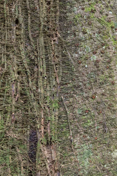 Close-up of a tropical tree trunk and prop or aerial roots. - Stock ...