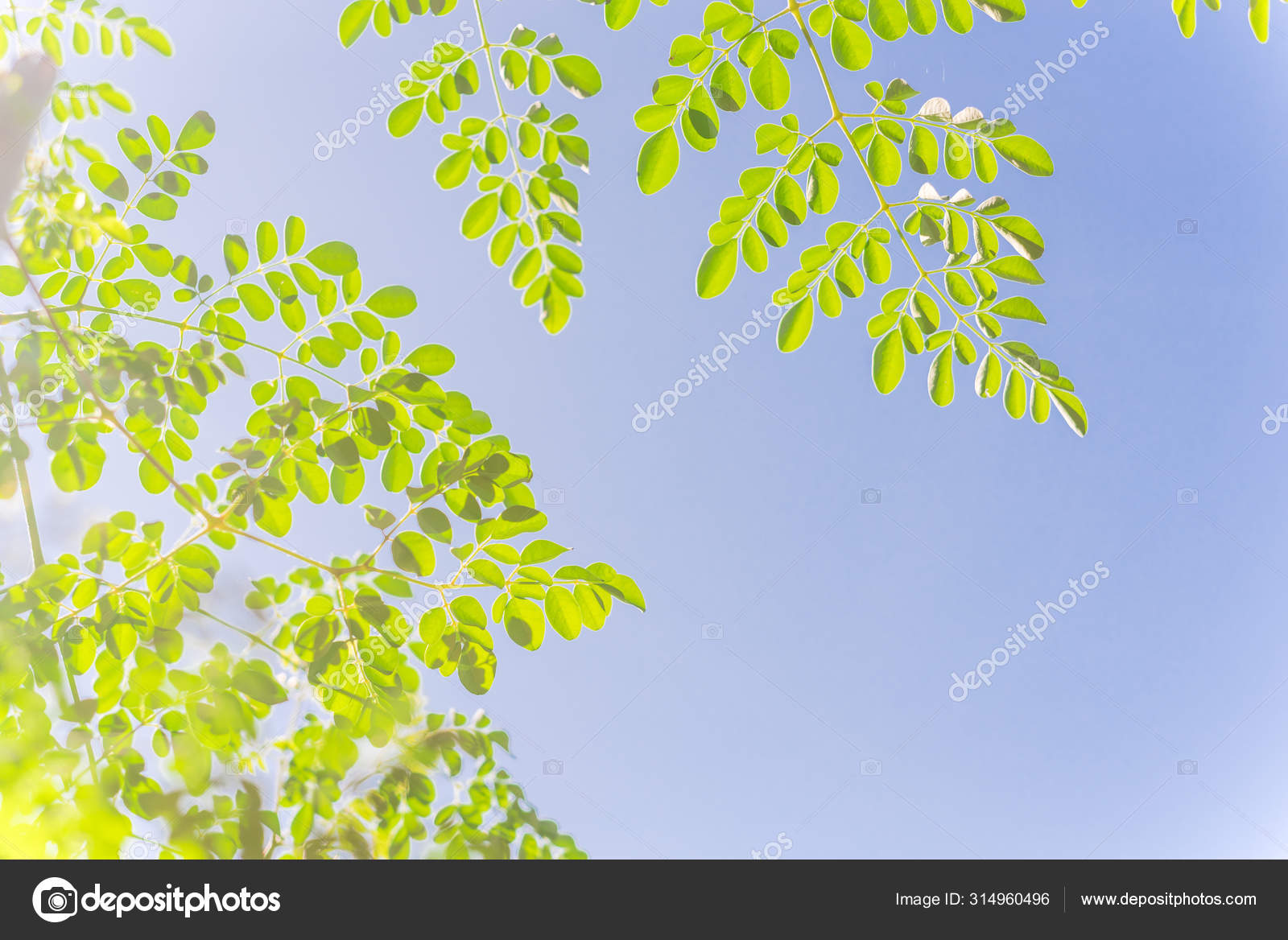 Young leaves of Moringa tree branches under clear blue sky Stock Photo ...