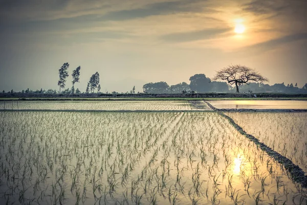 Rice field sunset Stock Photos, Royalty Free Rice field sunset Images ...