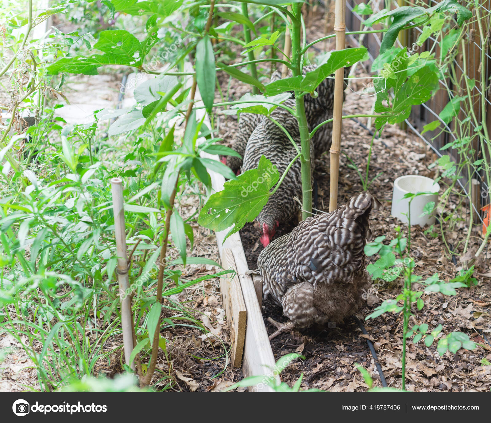 Close-up two free range laying egg hen chicken at organic vegetable ...