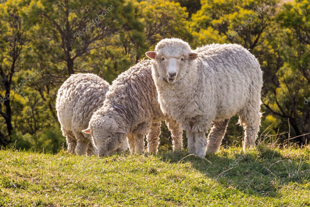 rebaño de ovejas merino pastando en el prado al atardecer 2025