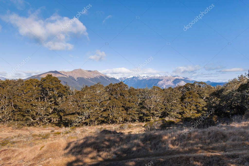 Bosque de haya del sur en el Parque Nacional Nelson Lakes, Isla Sur ...