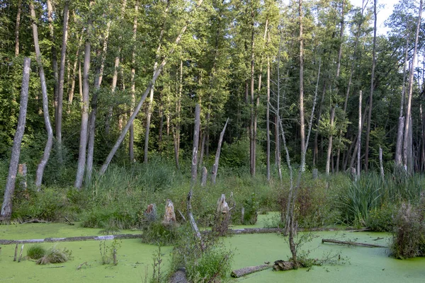 Swamp piles Stock Photos, Royalty Free Swamp piles Images | Depositphotos
