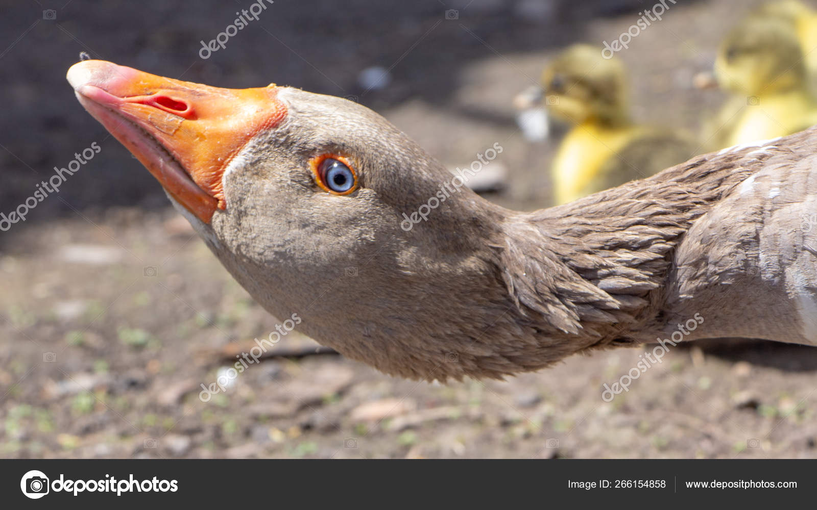 Canadian Geese Teeth