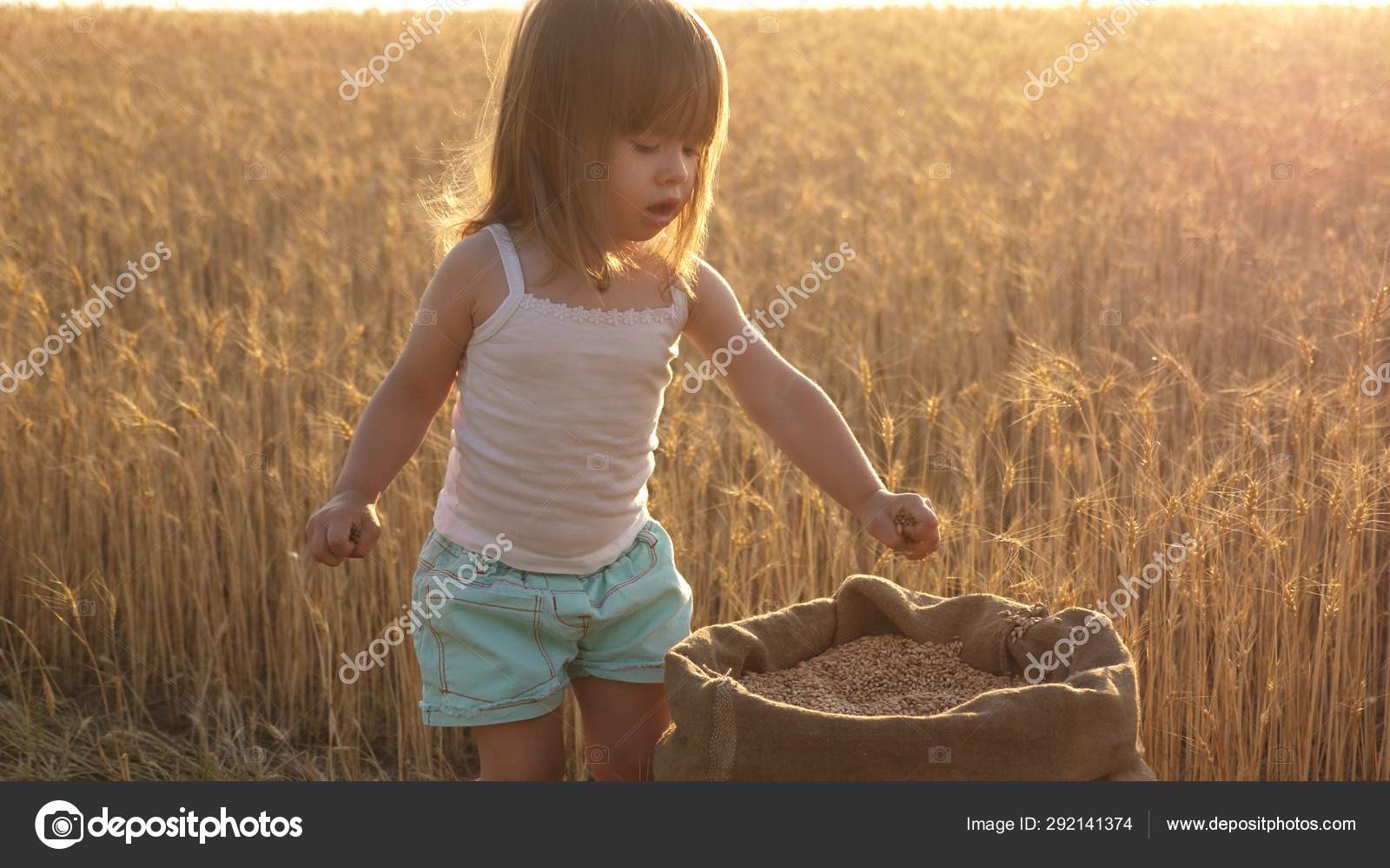 Child with wheat in hand. baby holds the grain on the palm. a small kid ...