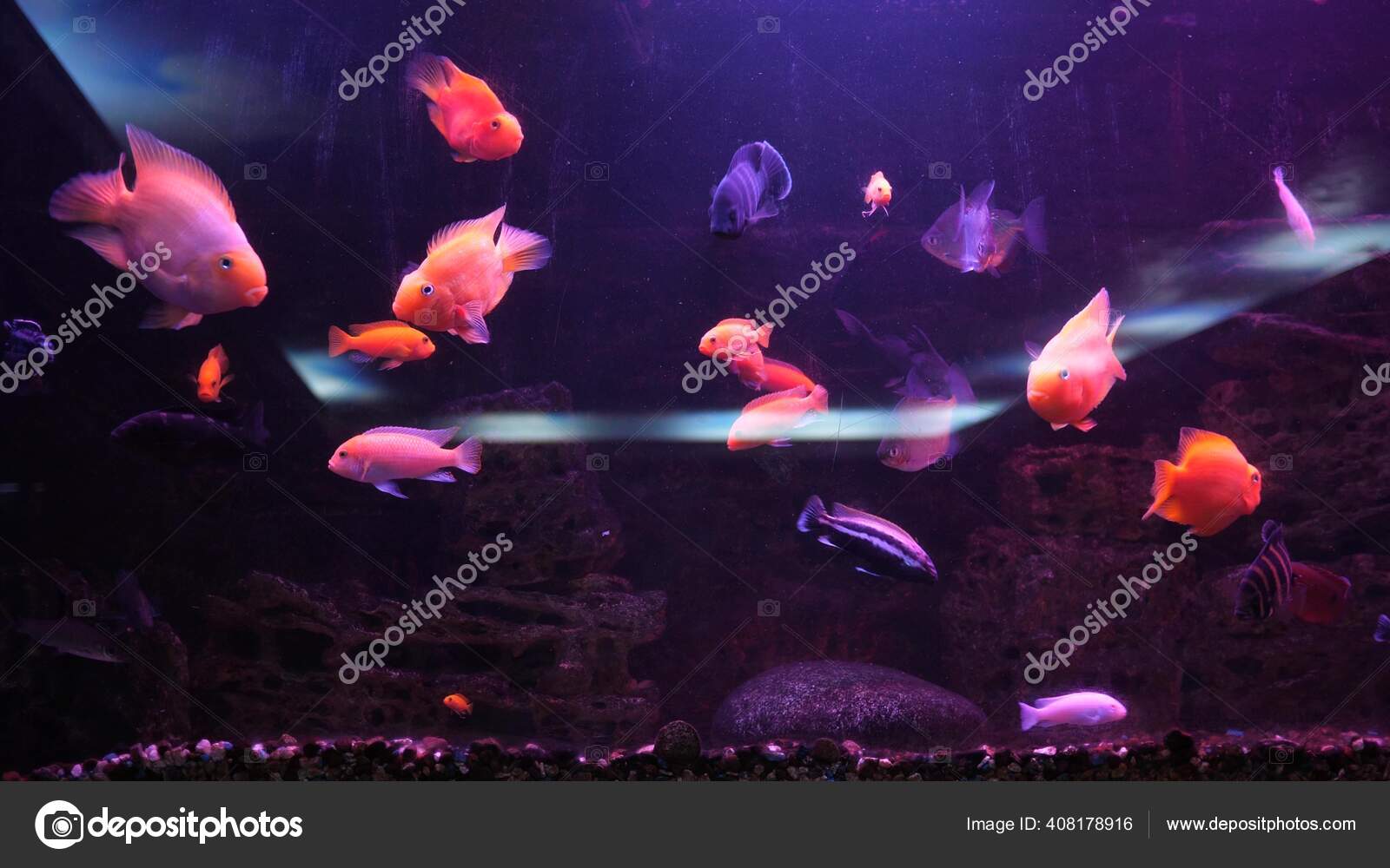 Help with stress removal, observation of beautiful fish in the water ...