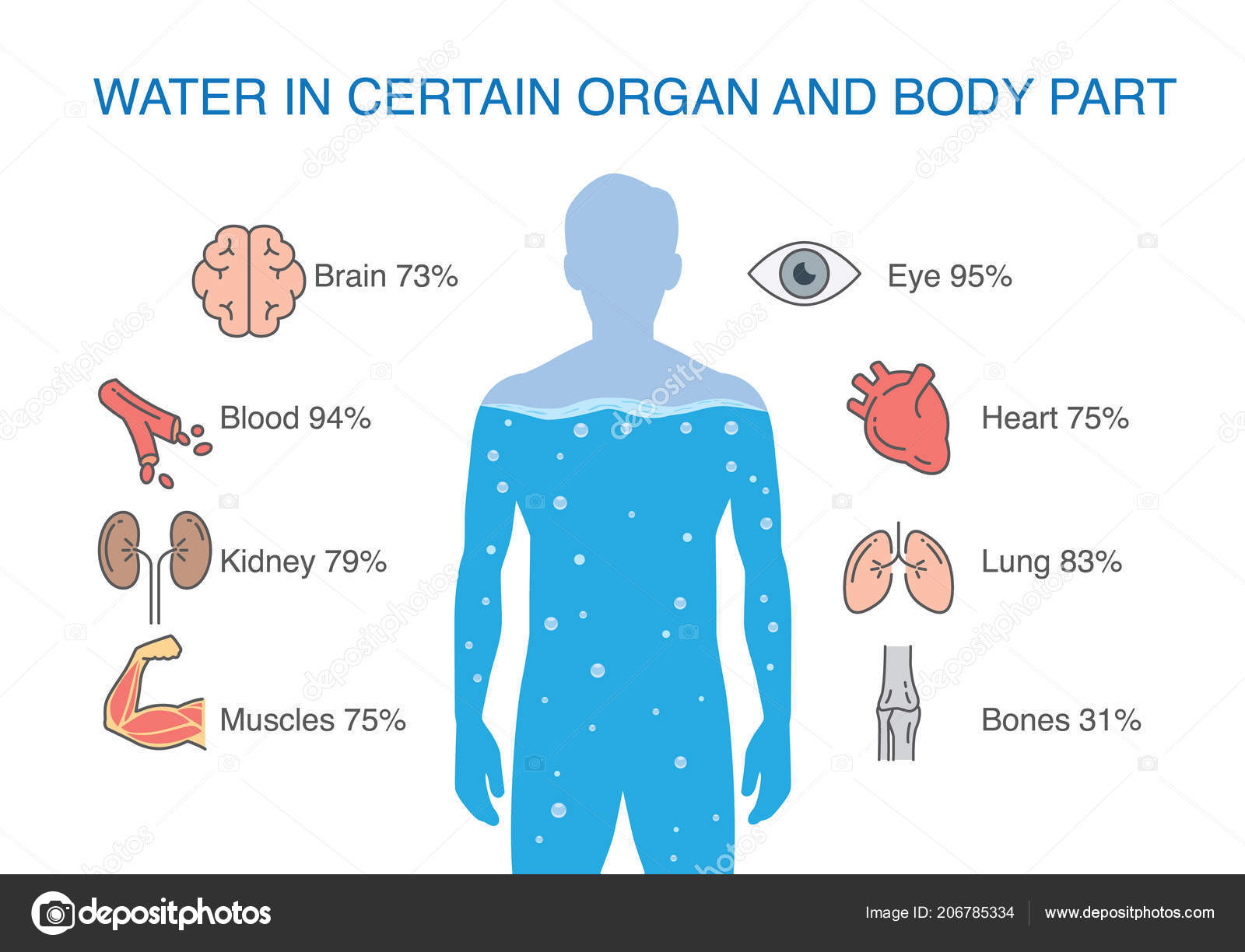 Water Certain Organ Body Part Human Illustration Medical Stock Vector ...