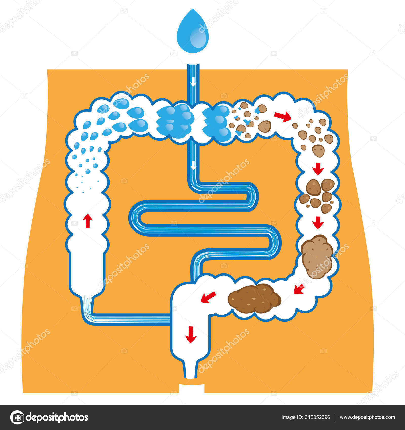 Illustration Human Digestive System Fecal Bolus Formation Elimination ...