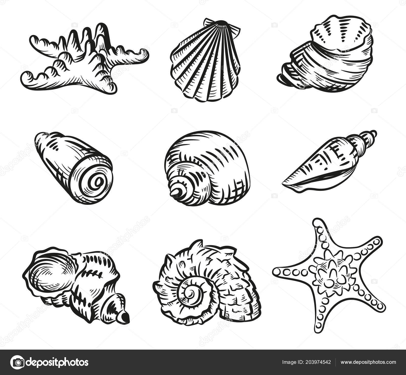 Seashells On The Beach Drawing