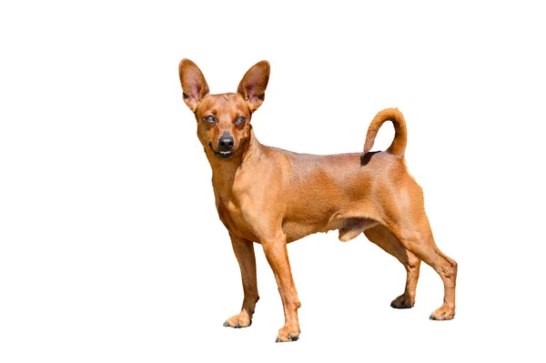 Miniature pincher — Stock Photo © luckybusiness #2832517