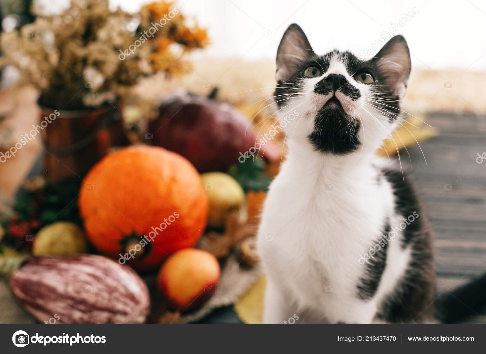 Happy Thanksgiving Funny Cat