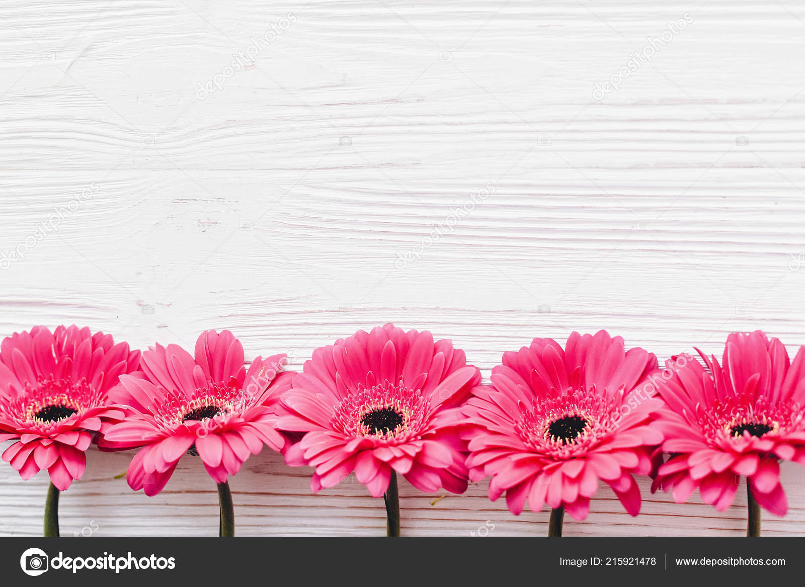Fondo De Pantalla Rosa Gerbera Blumen Gerbera Blumen Risse