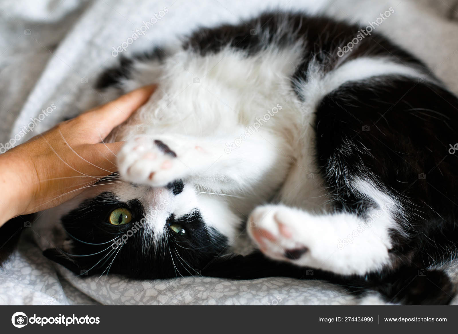 Funny black and white kitty with angry emotions bites girl hand Stock ...