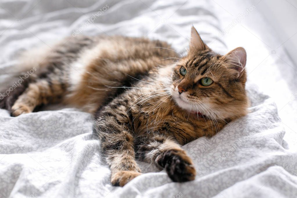 Maine gato mapache tumbado y relajante en la cama blanca en s soleado ...