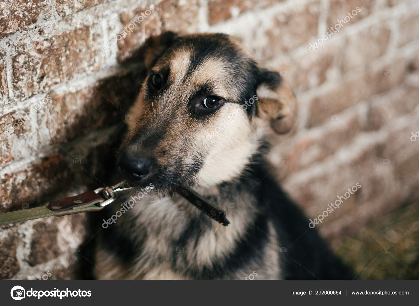 Scared German Shepherd