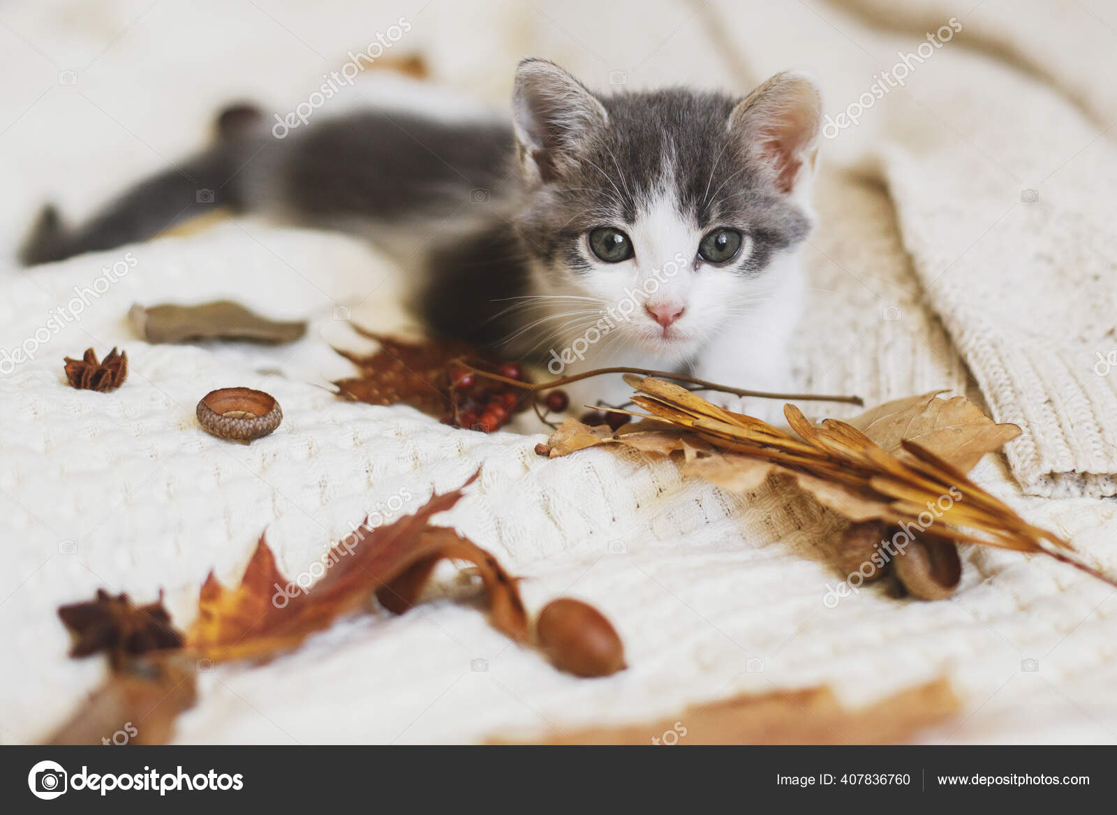 Fall Kitten