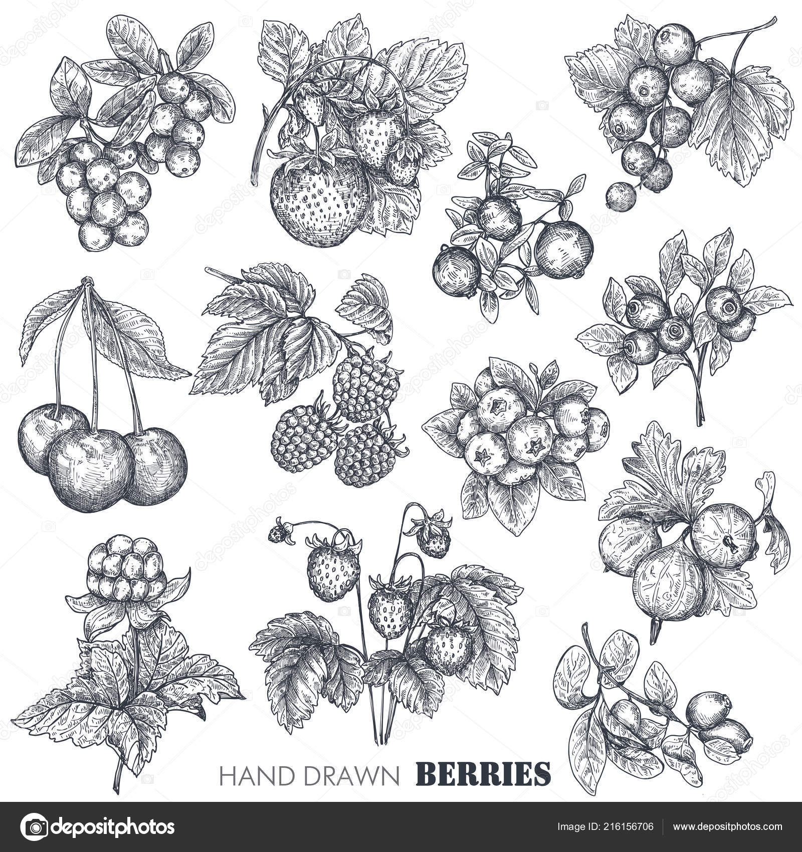 Vector collection of hand drawn sketched berries isolated on white ...