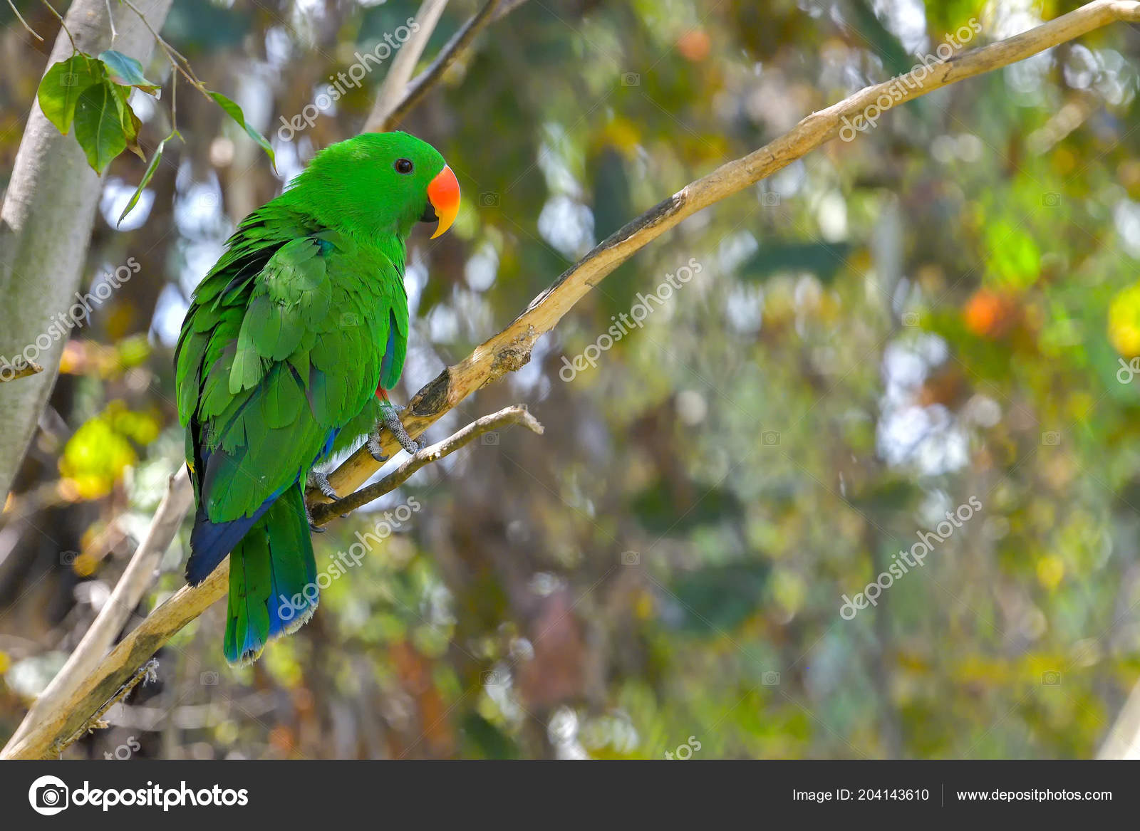 Portrait Colorful Parrot Jungle Background Stock Photo by ©brszattila ...