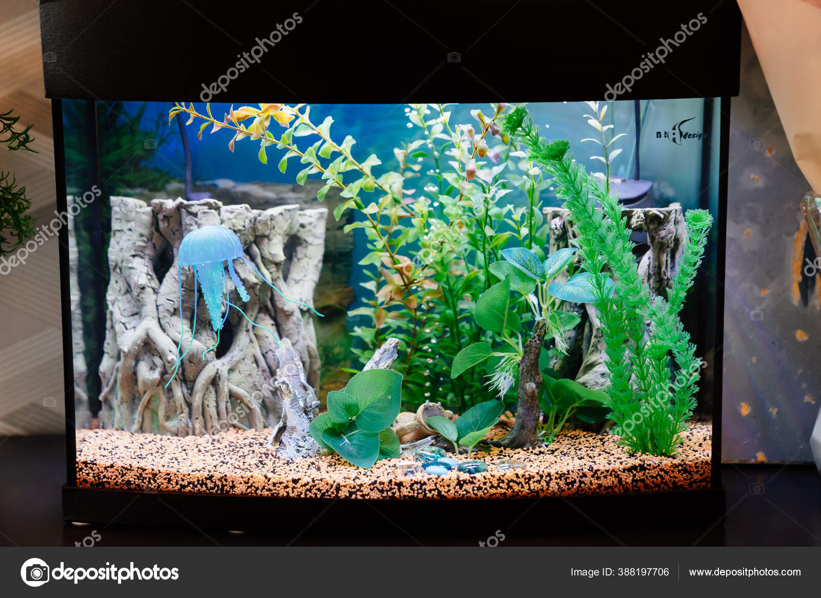 Aquarium without fish. fish do not survive and die. how to properly ...