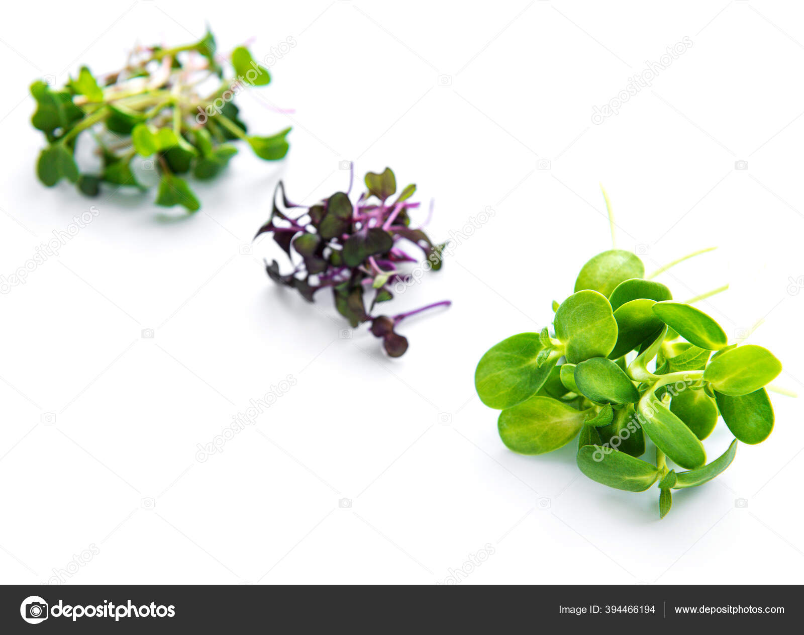 Set Fresh Healthy Microgreens Different Vegetables White Background ...