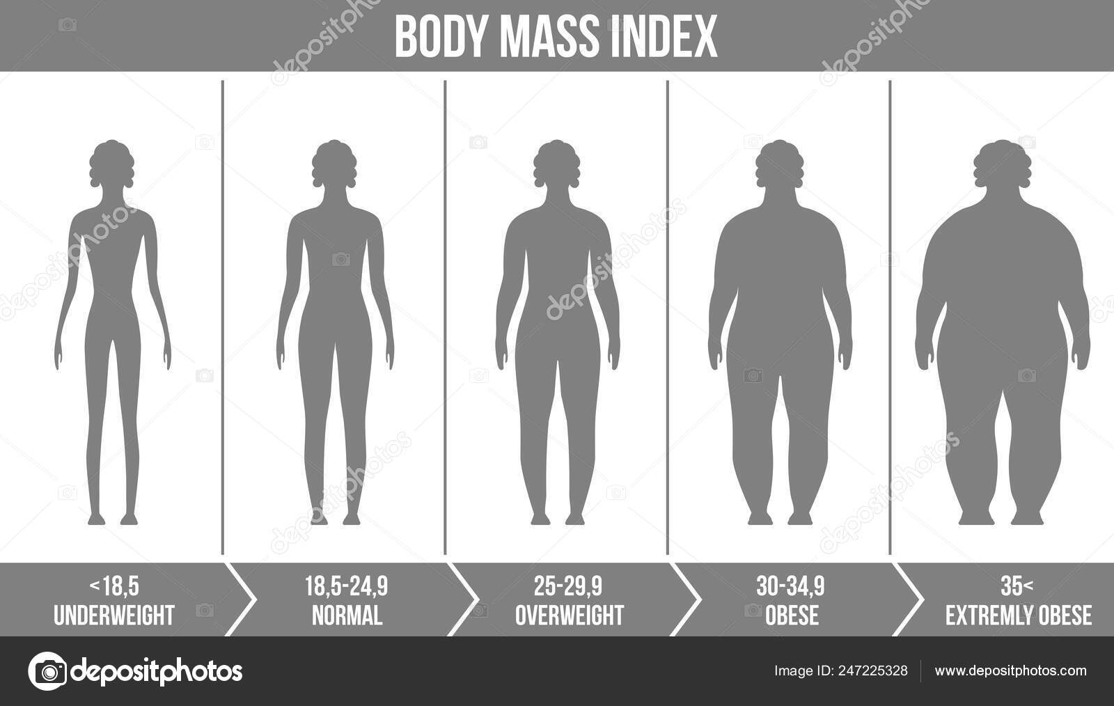 Creative vector illustration of bmi, body mass index infographic chart ...