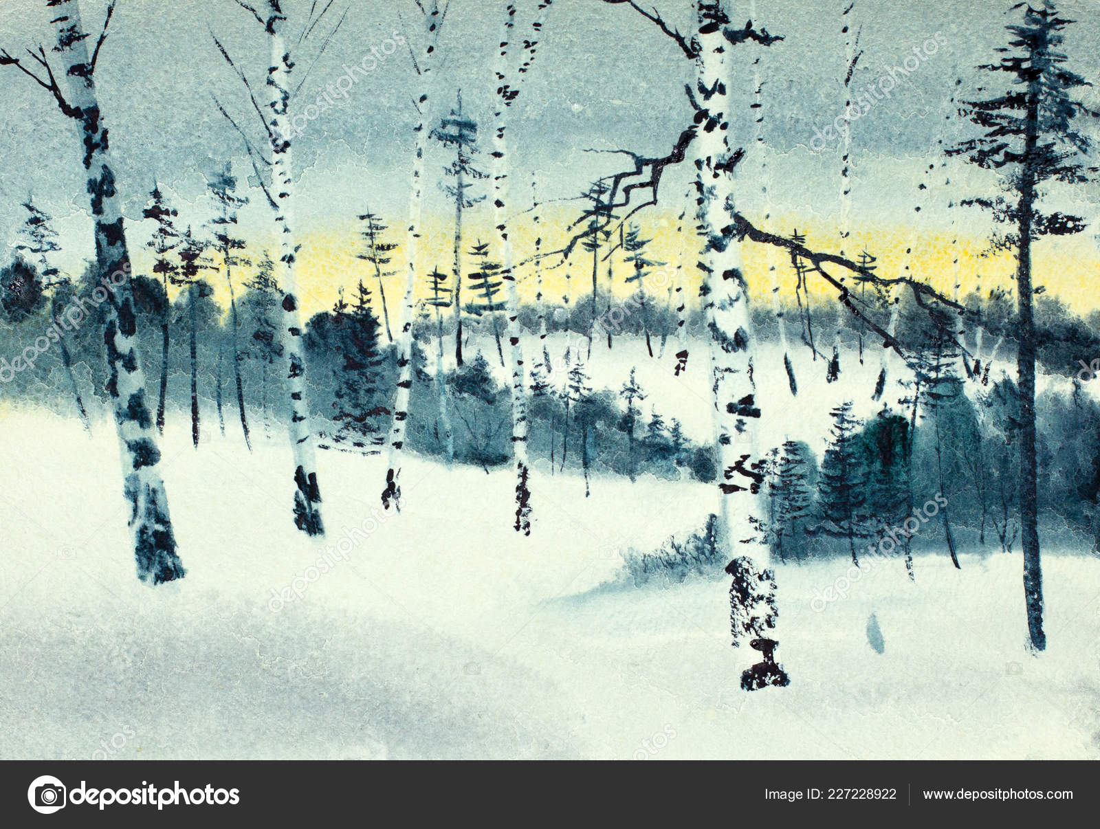 Birch Trees In Snow At Night