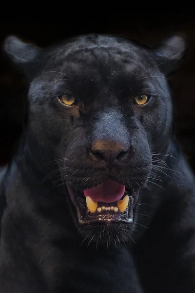 猛獣。 Stock Photos, Royalty Free 猛獣。 Images | Depositphotos