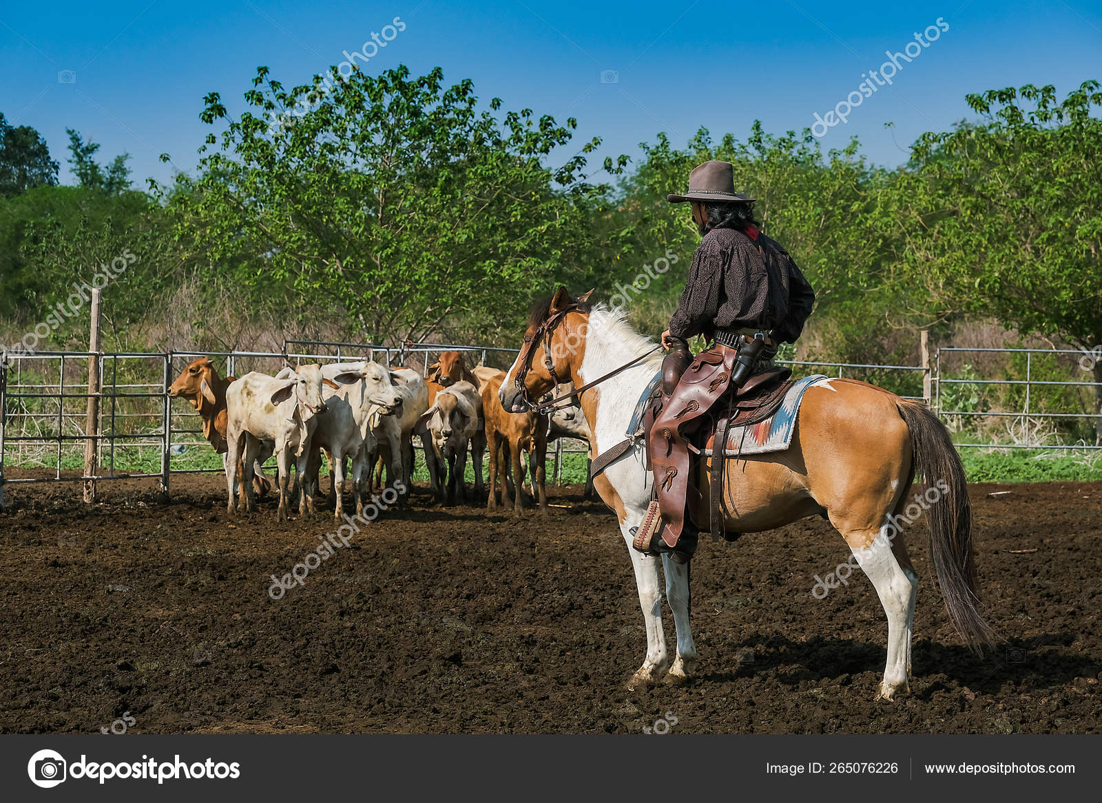 Asian Man Cowboy is catching a calf To be branded in a ranch — Stock ...
