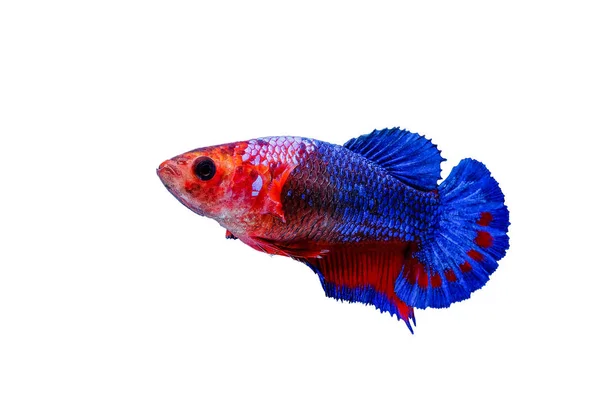 Female blue betta fish Stock Photos, Royalty Free Female blue betta ...