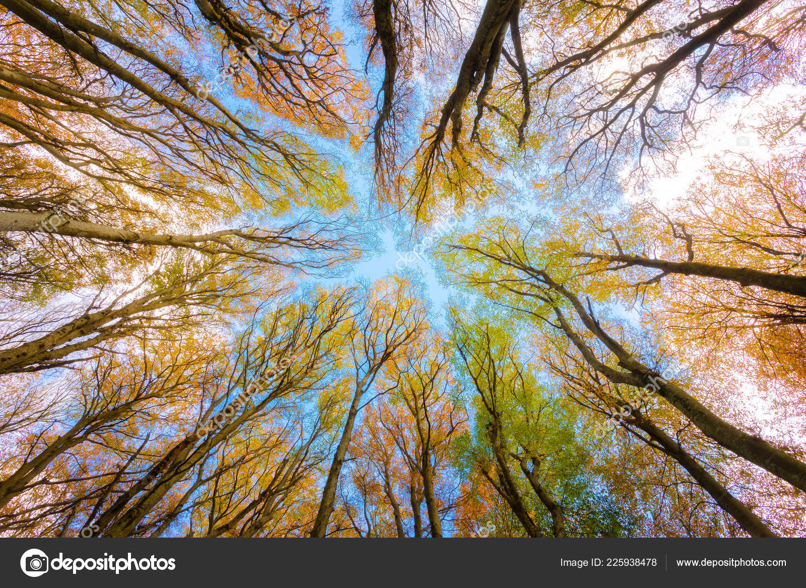 Beech Trees Taken Bright Autumn Colors Branches Trunks Leaves Beech ...