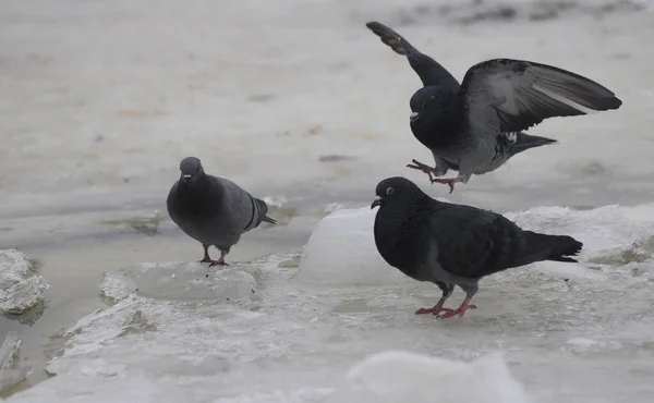 Ice pigeons Stock Photos, Royalty Free Ice pigeons Images | Depositphotos