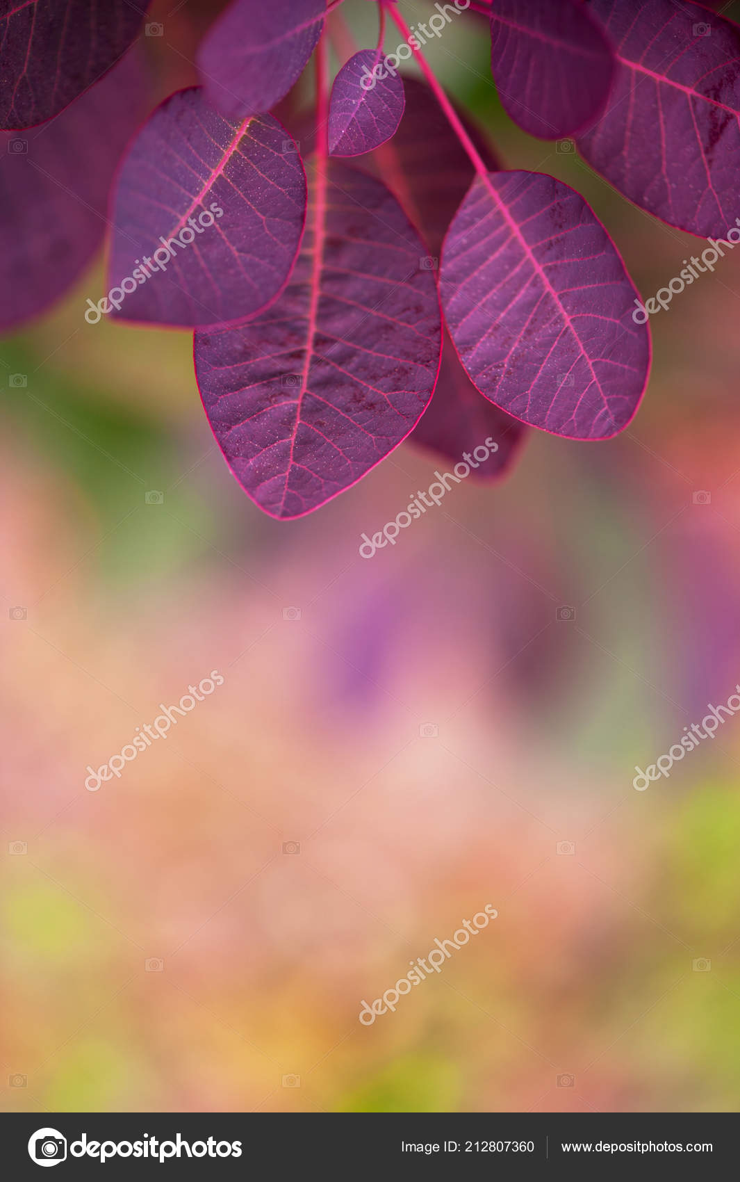 Natural background with violet plant leaves Stock Photo by ©AlinaKho ...