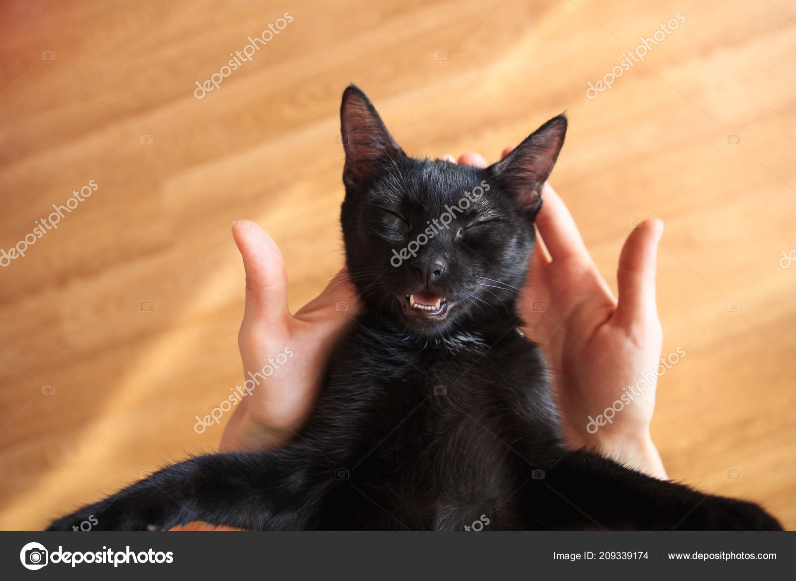 Smiling Funny Cat Hands Stock Photo by ©takoburito 209339174