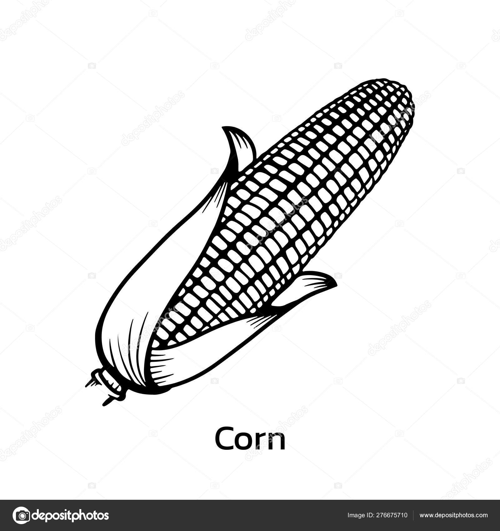 Corn Vector Illustration Corn Line Drawing Stock Vector by ...