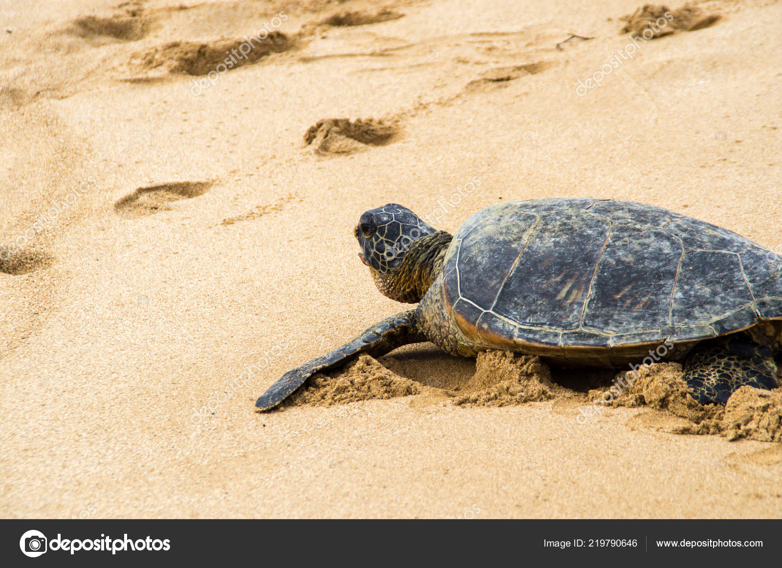 Hawaiian Grean Sea Turtle North Shore Oahu — Stock Photo ...