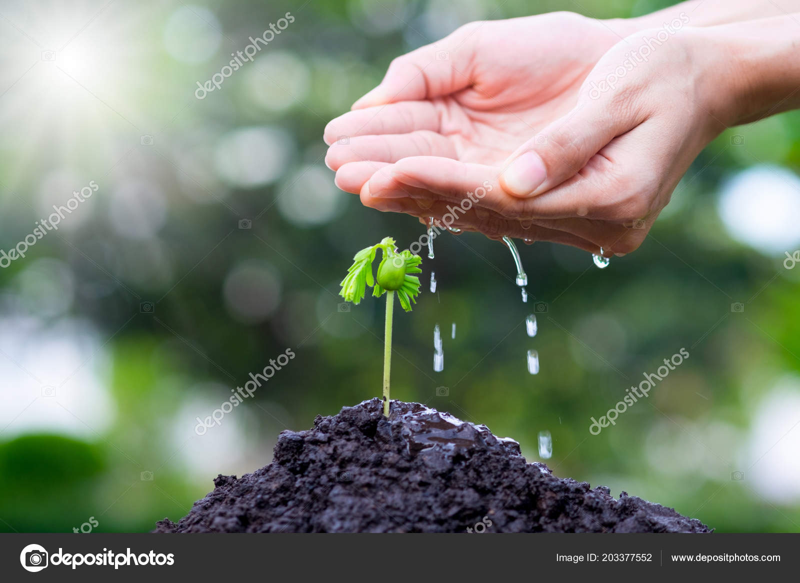 Growing Plant In Hand