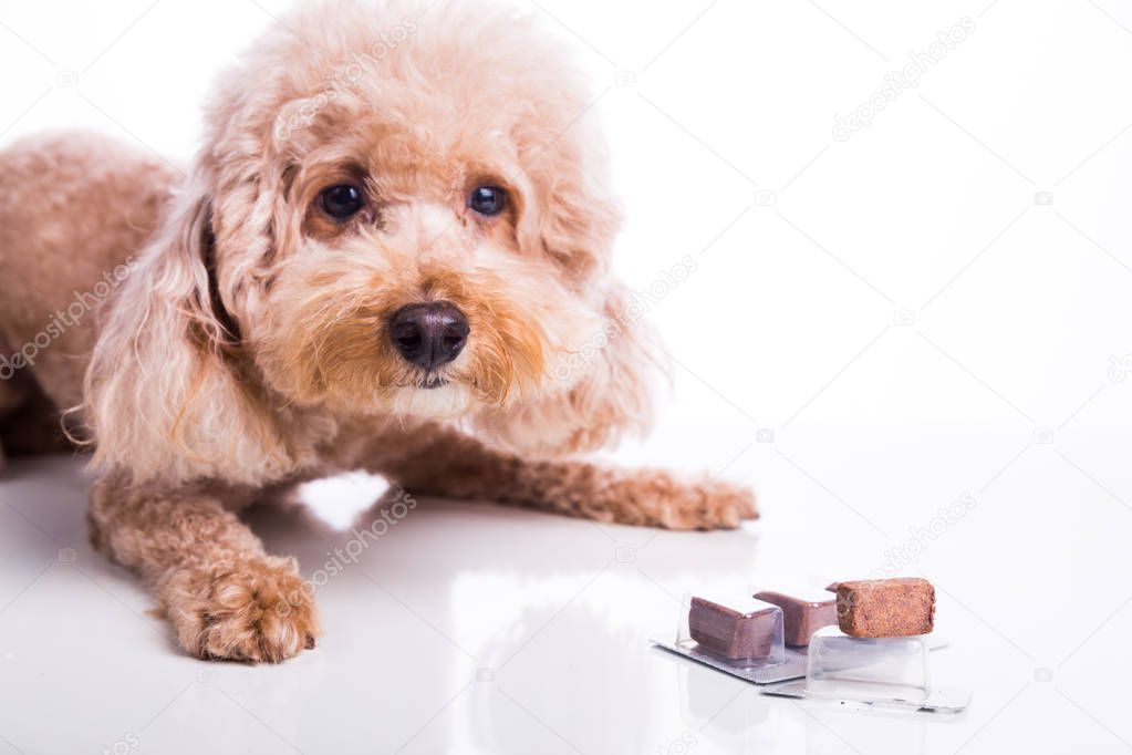 Poodle perro mascota con masticables de carne de res para la protección ...