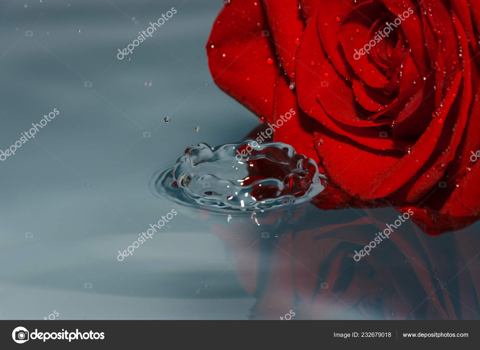 Red Rose Water Water Drop — Stock Photo © Chubakaster #232679018
