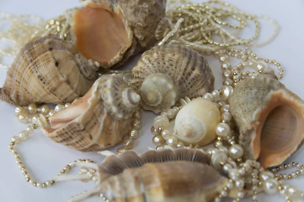 Coquilles et perles images libres de droit, photos de Coquilles et ...