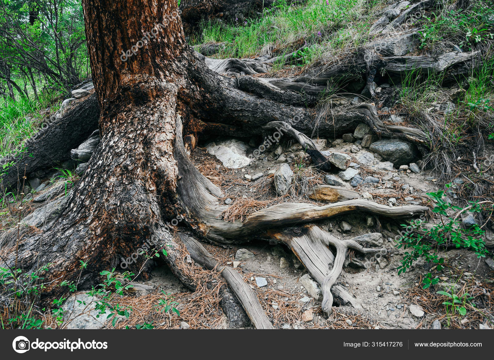 Dry Roots Trees Coniferous Forest — Stock Photo © Avdeev_80 #315417276