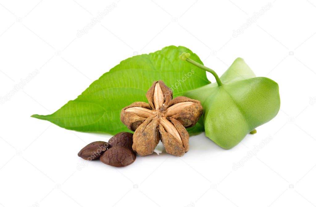 sacha inchi seca y fresca con hoja sobre fondo blanco 2023
