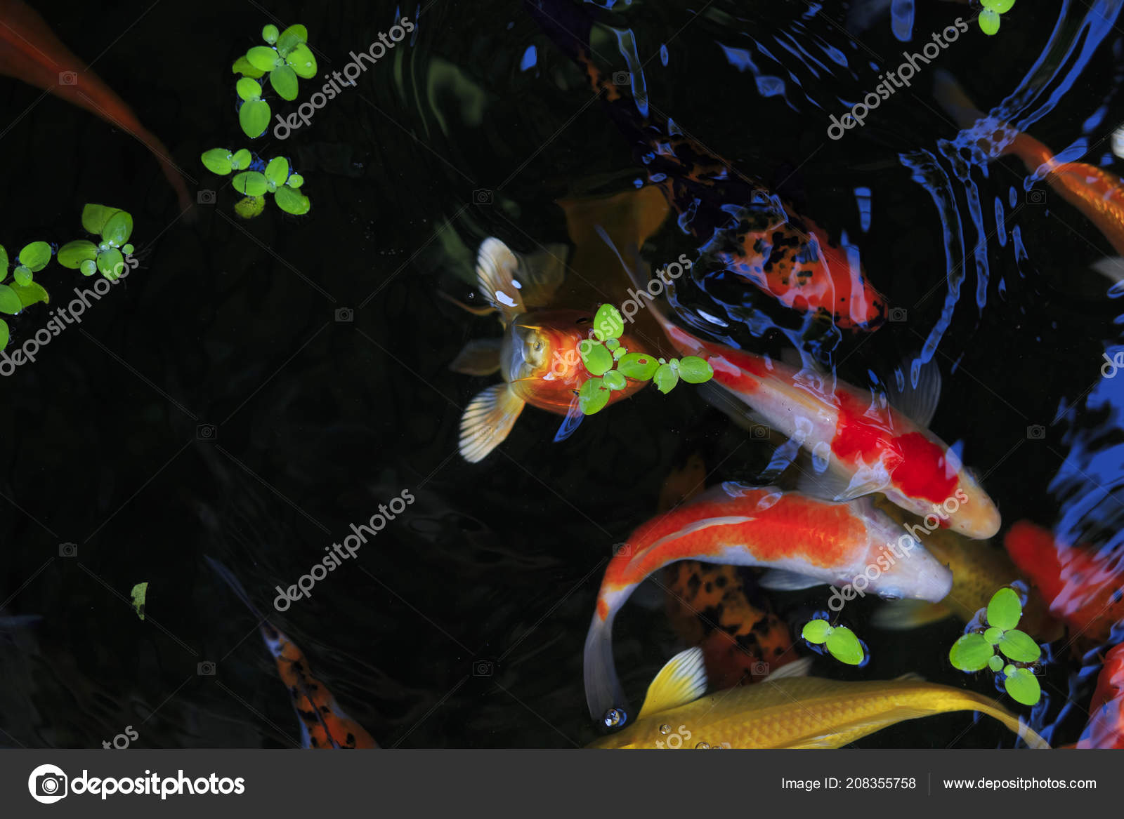 Gold carp in aquarium — Stock Photo © DarAnna #208355758